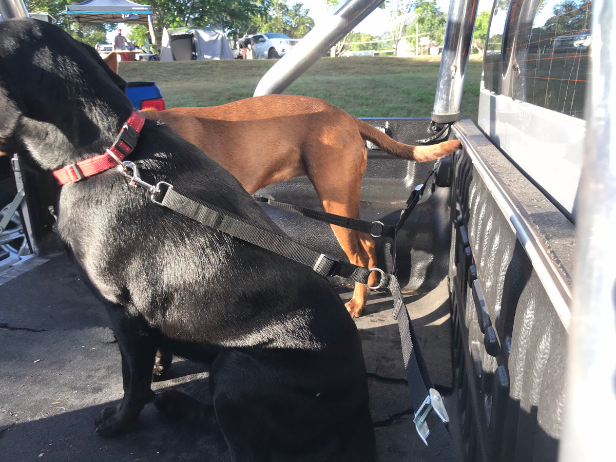 TraySafe- Double Trouble safety restraint- Secure both your dogs- 316 ...